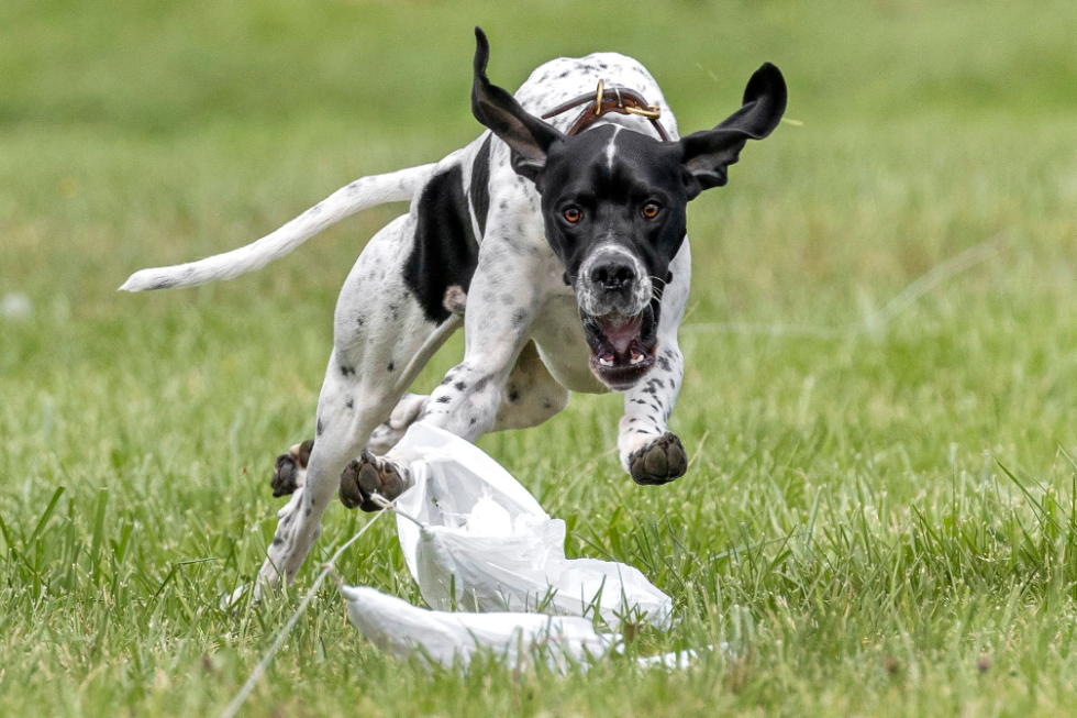 2025 Fast Cat | Erie Kennel Club | 9457 Wattsburg Road, Erie, PA 16509