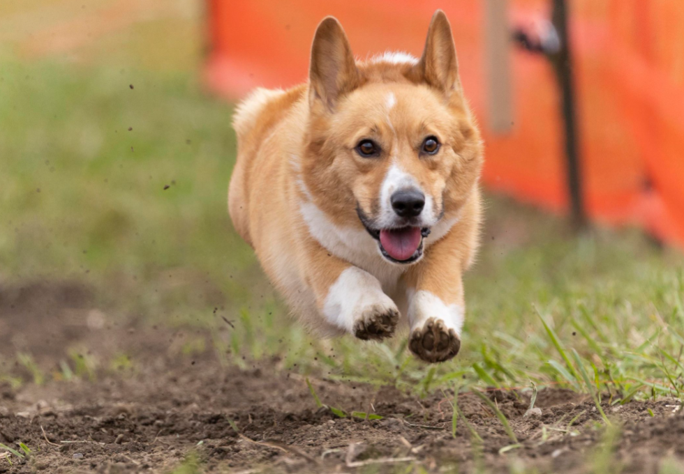 2025 Fast Cat | Erie Kennel Club | 9457 Wattsburg Road, Erie, PA 16509